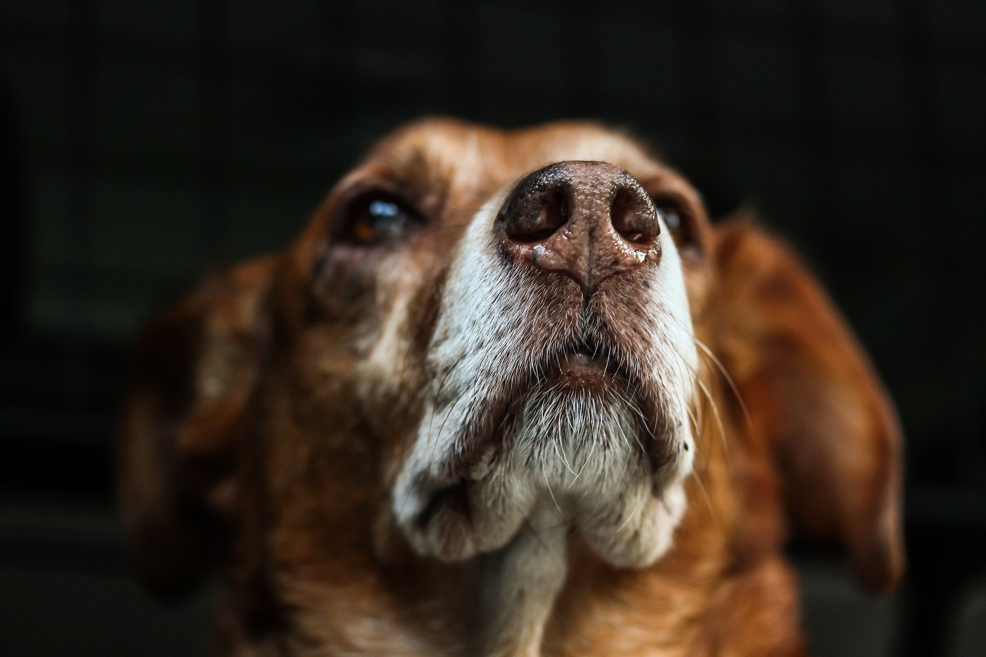 How To Write A Eulogy For Your Beloved Dog - Pet Eulogies
