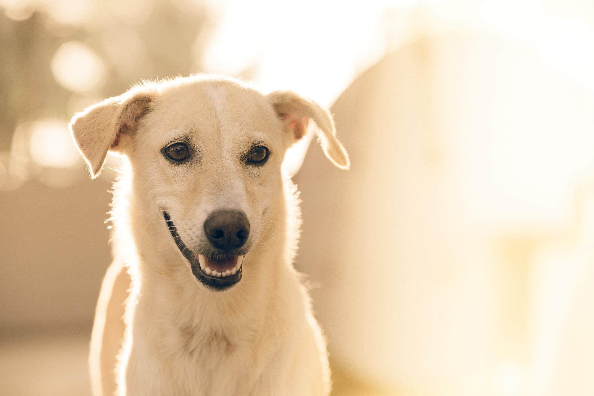 How to Write a Pet Eulogy – Pet Eulogies