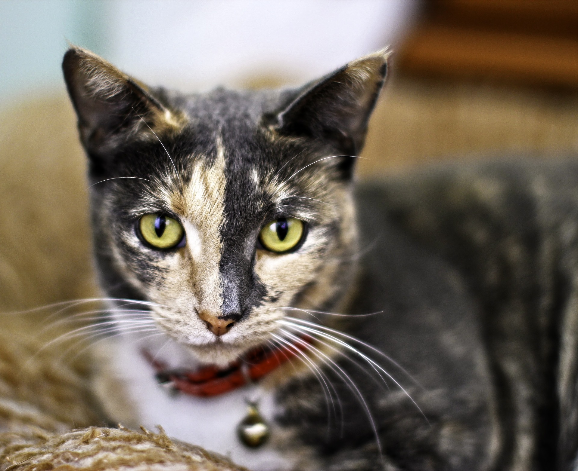 How To Write A Eulogy For Your Cat – Pet Eulogies